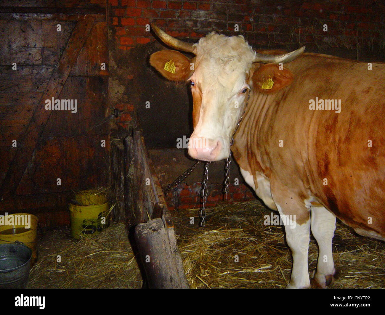 Melkerin im kuhstall -Fotos und -Bildmaterial in hoher Auflösung – Alamy