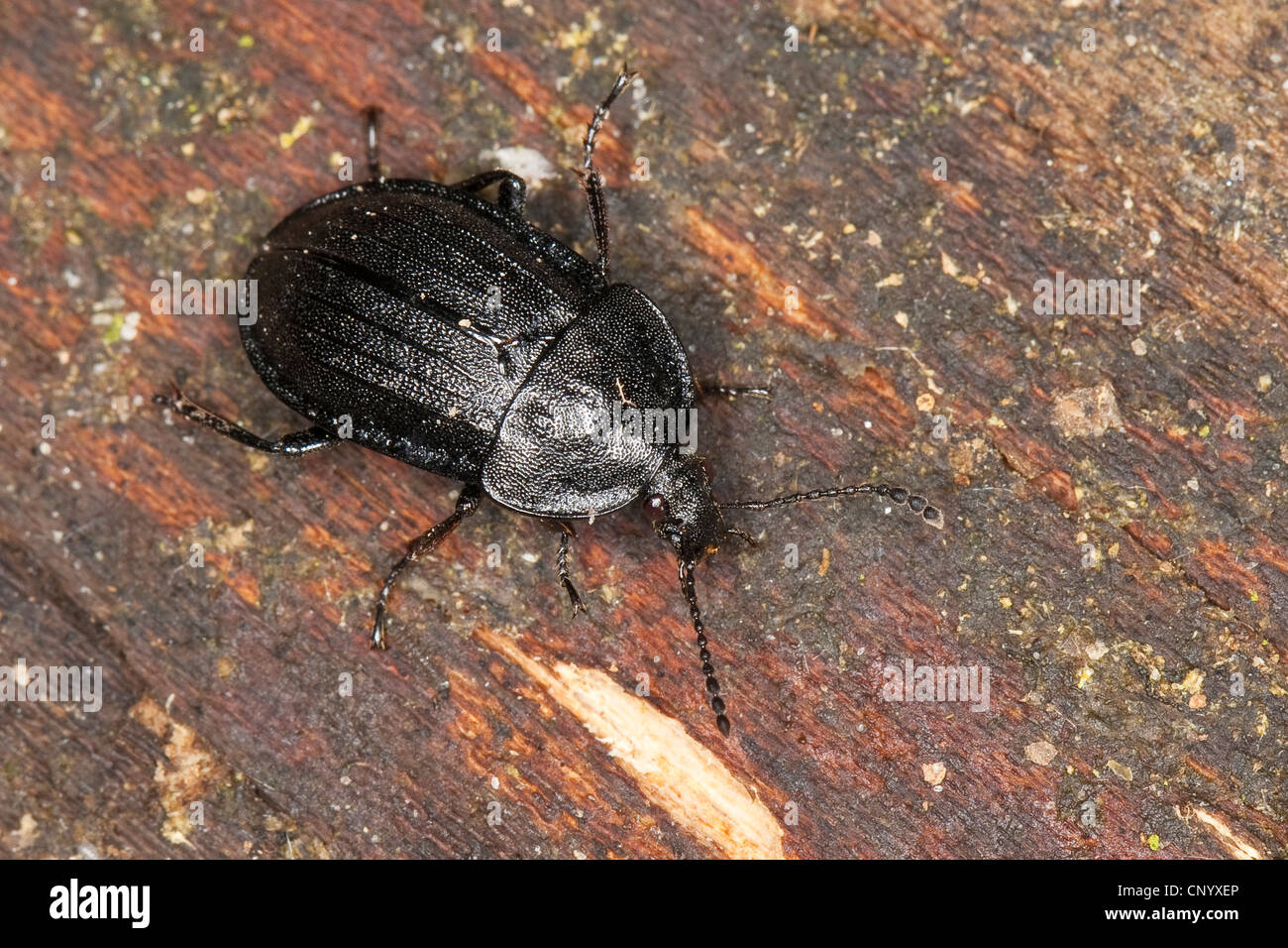 Silpha atrata -Fotos und -Bildmaterial in hoher Auflösung – Alamy
