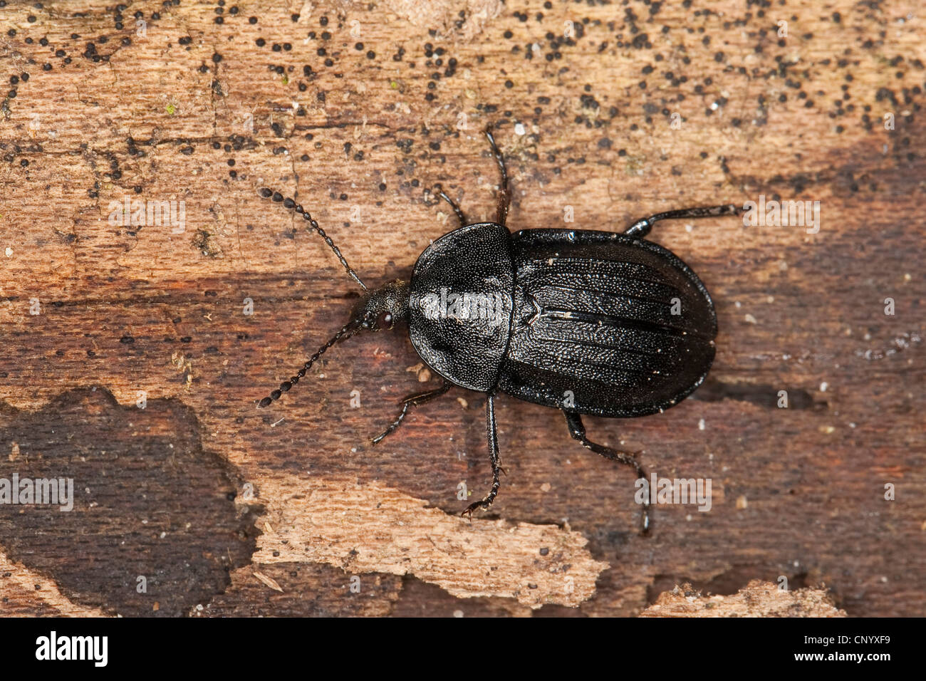 Silpha atrata -Fotos und -Bildmaterial in hoher Auflösung – Alamy