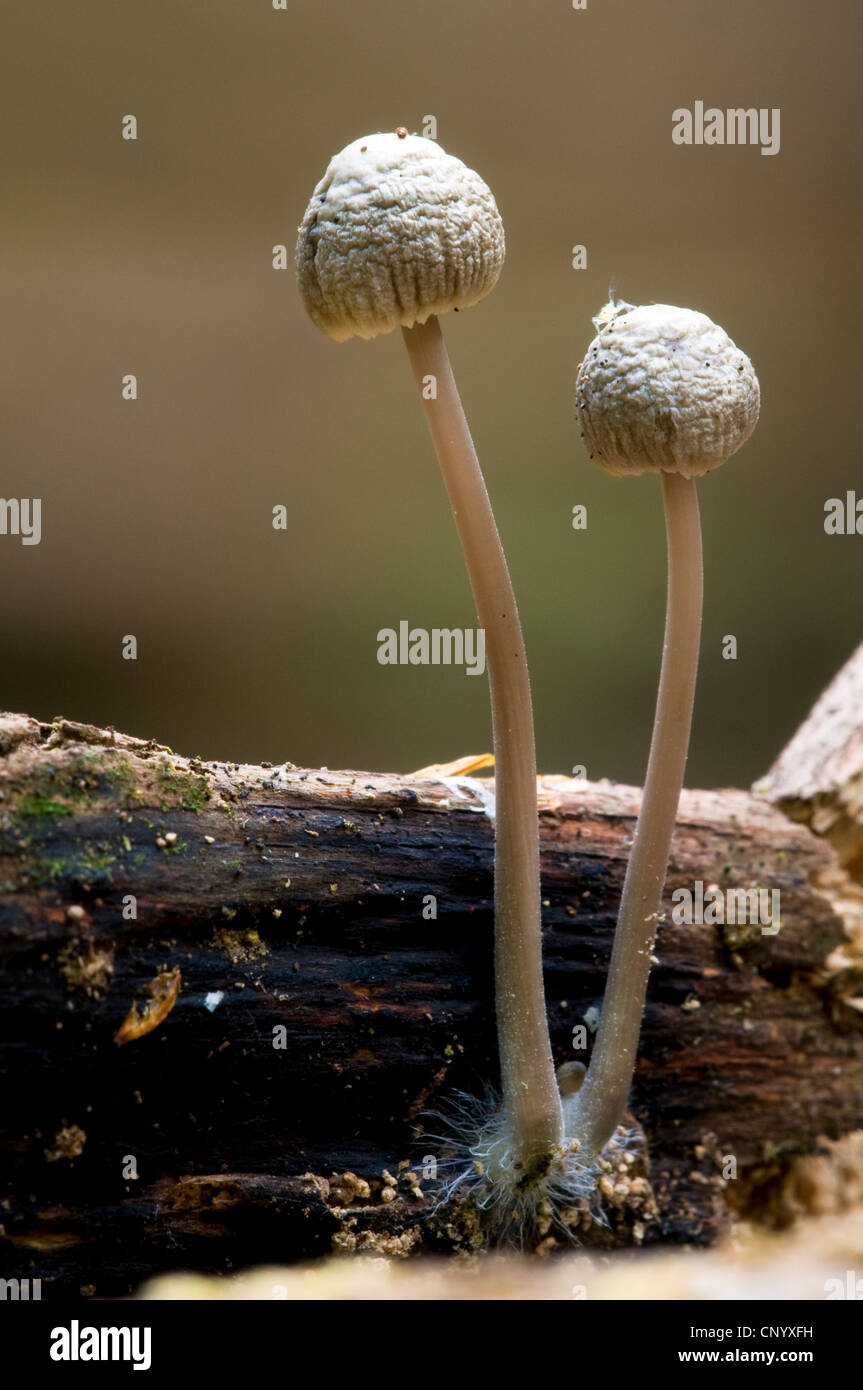 Engel haubenpilze -Fotos und -Bildmaterial in hoher Auflösung – Alamy