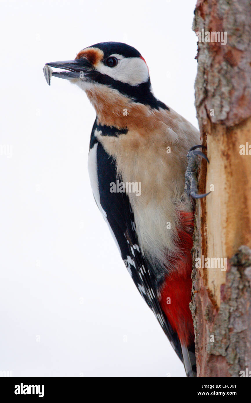 Buntspecht (Picoides major, Dendrocopos wichtige), sitzend auf einem ...