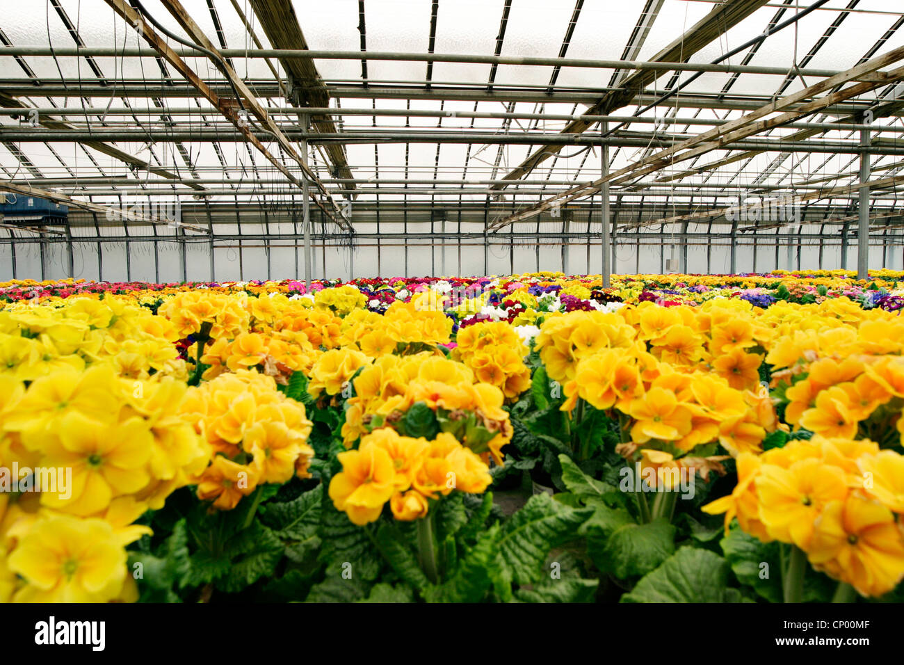 echte englische Primel (Primula Acaulis, Primula Vulgaris), gelbe ...