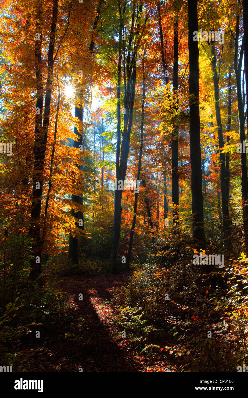Rotbuche (Fagus Sylvatica), Buchenwald im Herbst Färbung, Schweiz ...