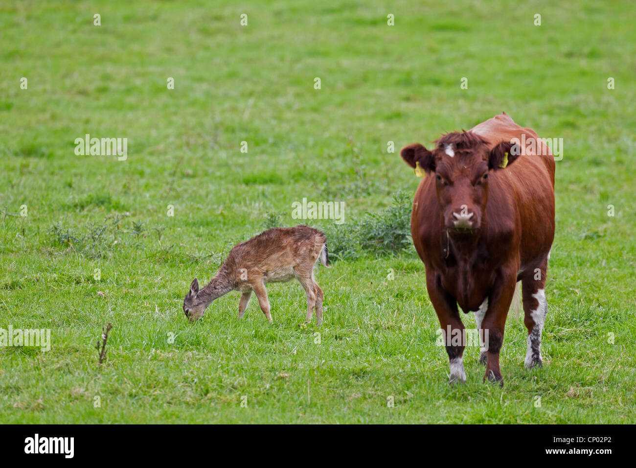 Kalb Mit Hausrindern Auf Einer Weide Stockfotos und -bilder Kaufen - Alamy