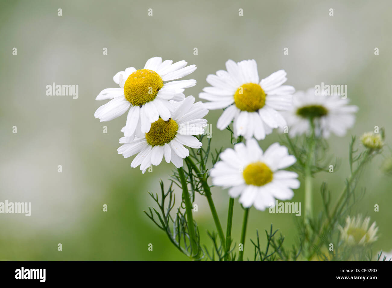 Geruchlos Mayweed, geruchlose Kamille (Tripleurospermum Perforatum ...