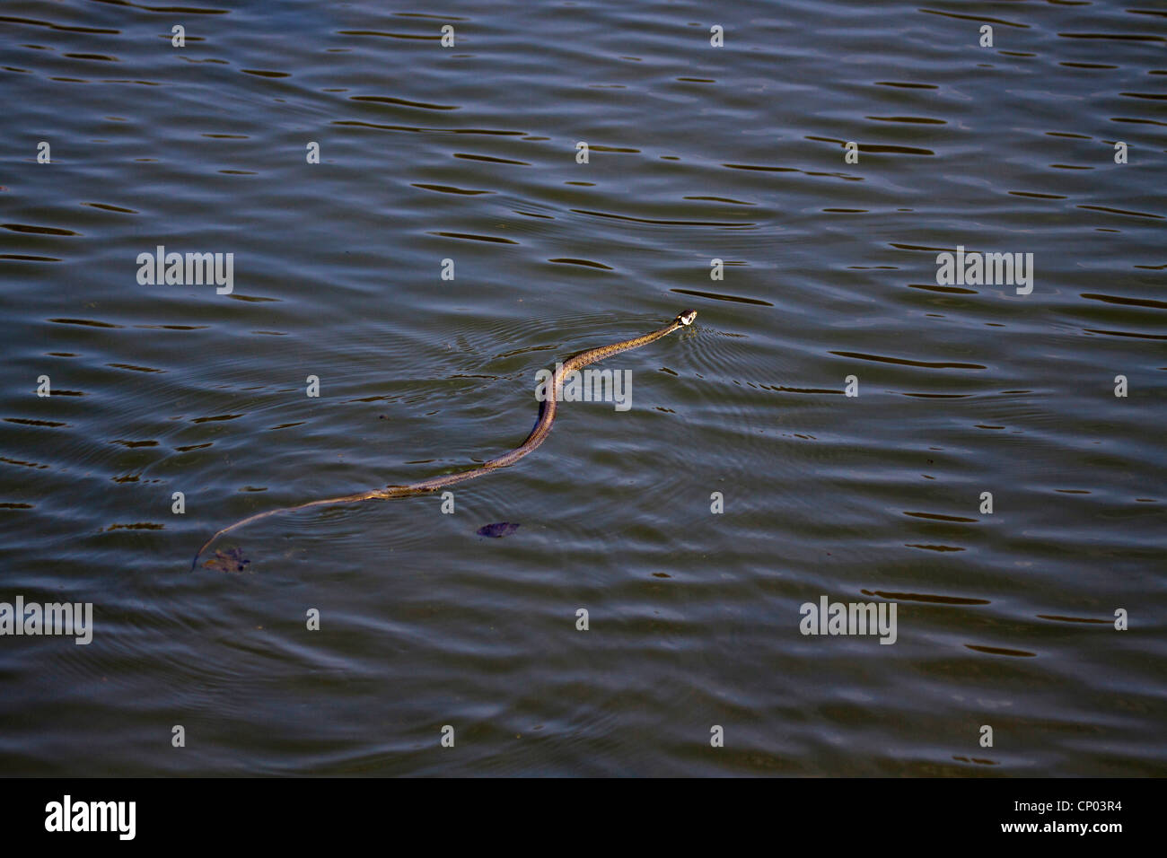 Ringelnatter natrix natrix schwimmend -Fotos und -Bildmaterial in hoher ...