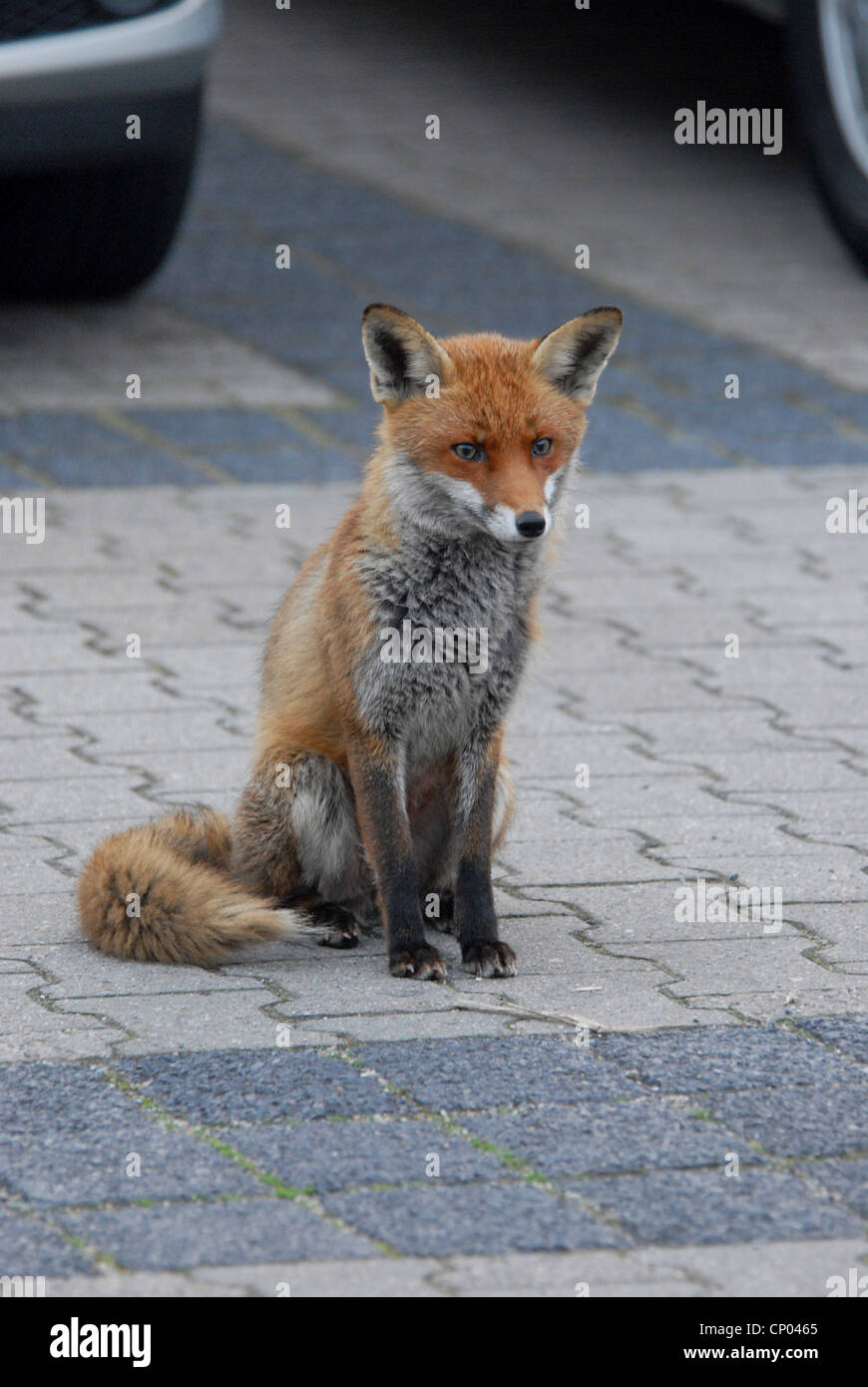 Roter Fuchs Auf Dem Parkplatz Stockfotos und -bilder Kaufen - Alamy