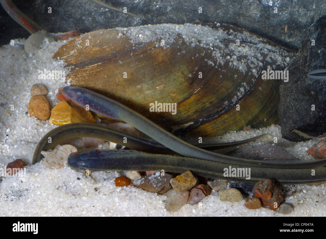 Bach, Neunaugen, Europäische Bach Bachneunauge (Lampetra Planeri ...
