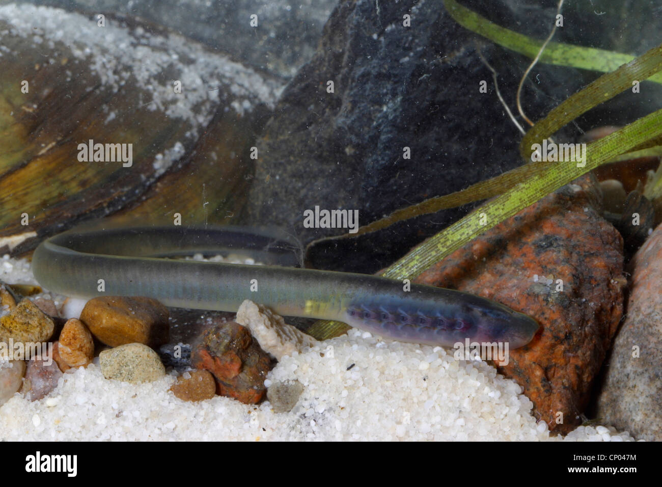 Bach, Neunaugen, Europäische Bach Bachneunauge (Lampetra Planeri ...