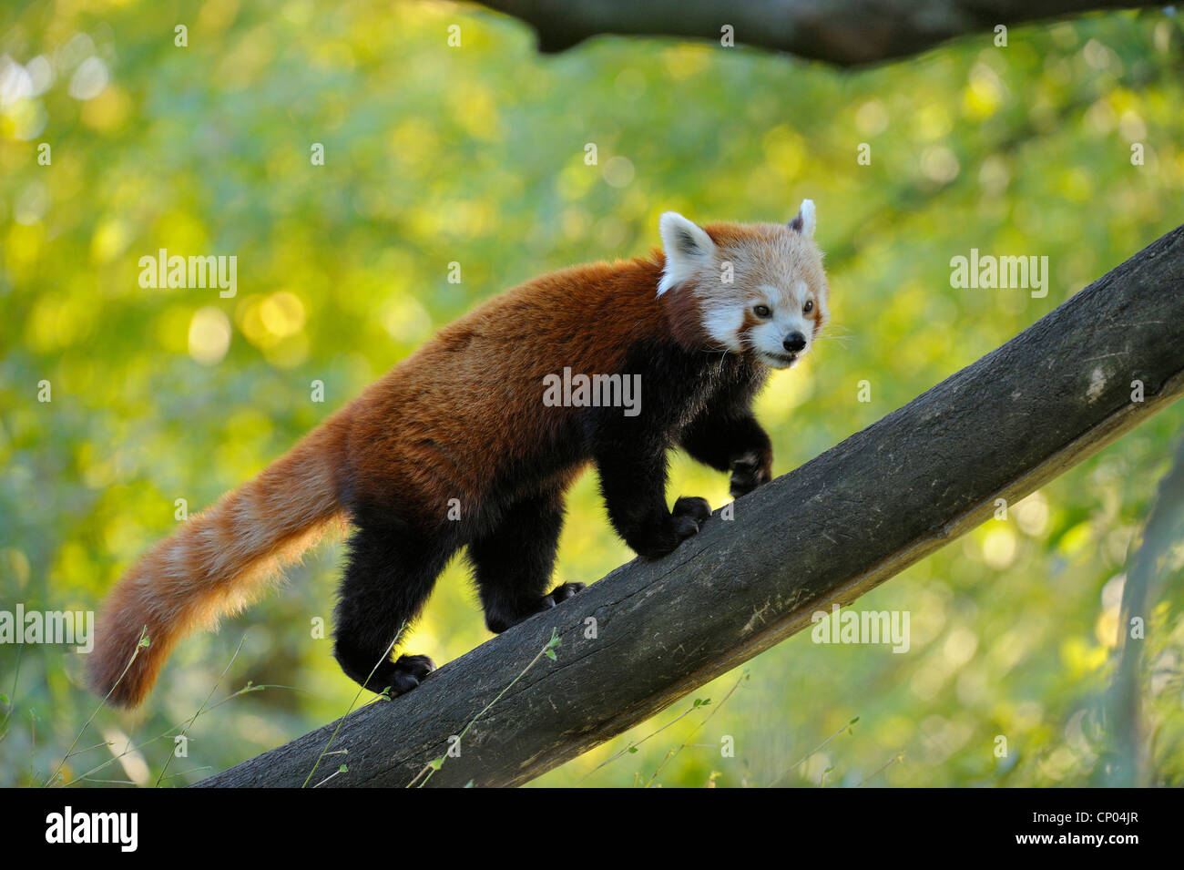 Roter panda -Fotos und -Bildmaterial in hoher Auflösung – Alamy