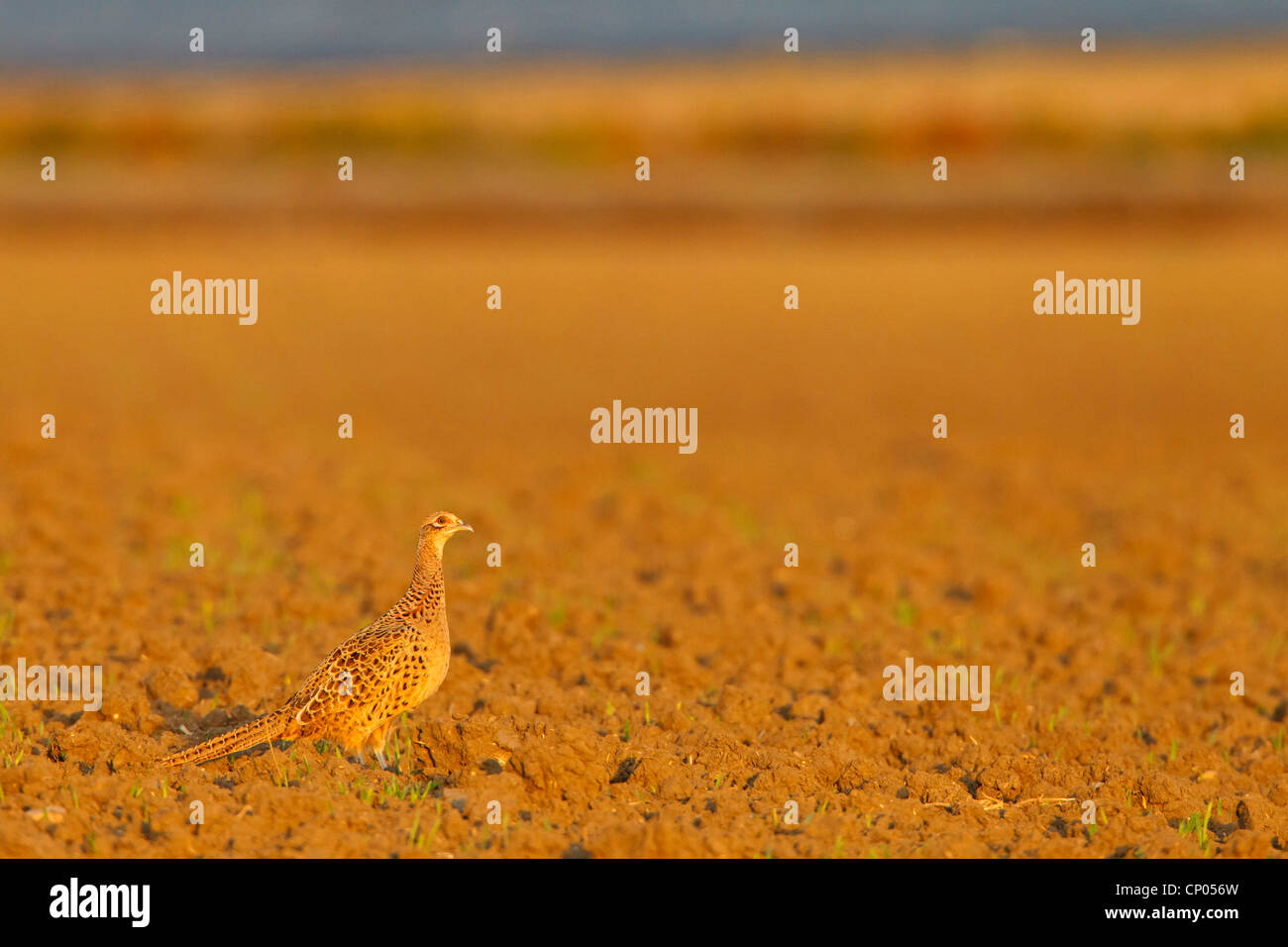 Der gemeine fasan -Fotos und -Bildmaterial in hoher Auflösung – Alamy