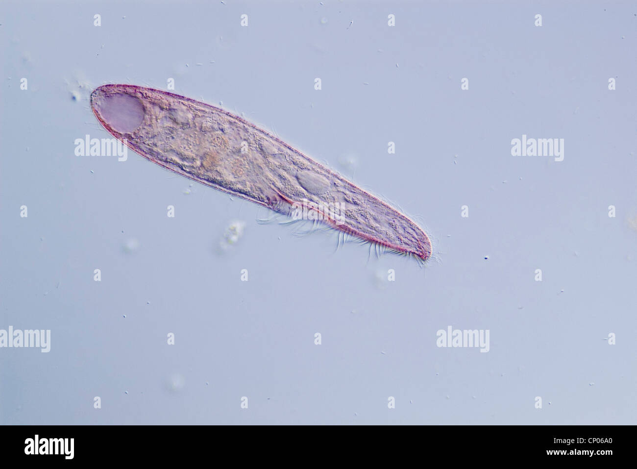 Blepharisma Americana (Blepharisma Americana), rosa Ciliate ...