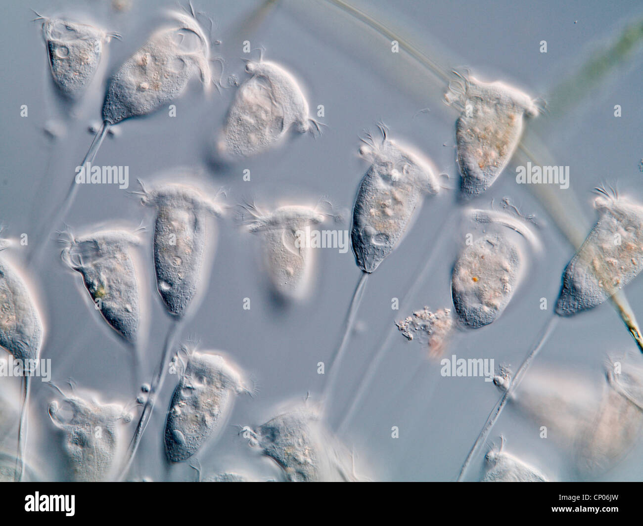 Vorticella vorticella spec -Fotos und -Bildmaterial in hoher Auflösung – Alamy