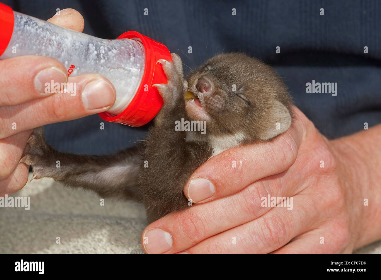 European pine marten baby baummarder -Fotos und -Bildmaterial in hoher ...