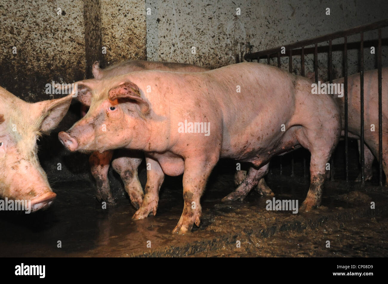 Pigs crowded -Fotos und -Bildmaterial in hoher Auflösung – Alamy