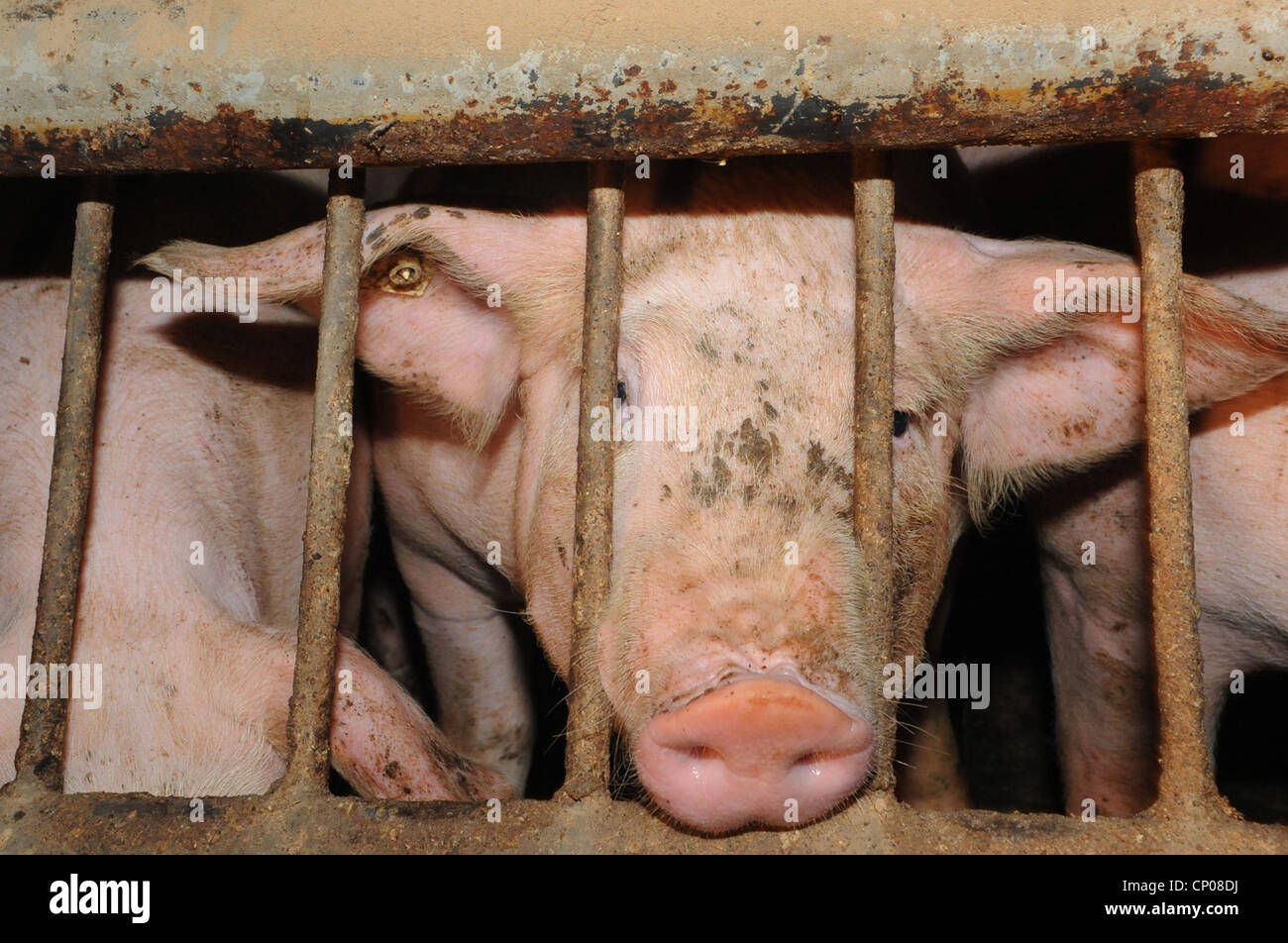 Pigs crowded -Fotos und -Bildmaterial in hoher Auflösung – Alamy