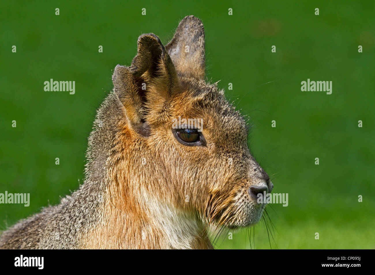 Patagonian cavy dolichotis patagonum -Fotos und -Bildmaterial in hoher ...