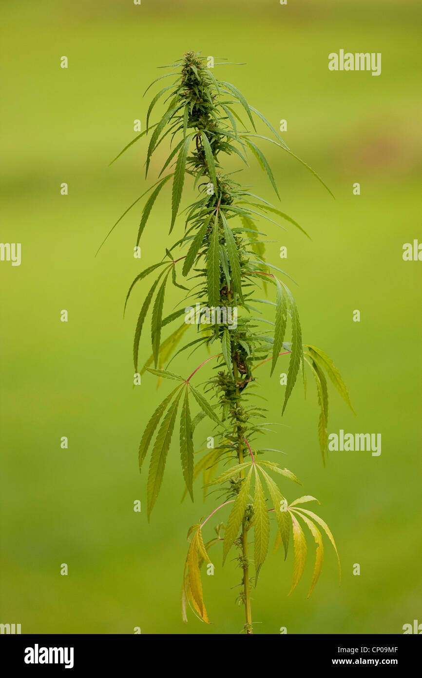 Medizinische mary jane -Fotos und -Bildmaterial in hoher Auflösung ...