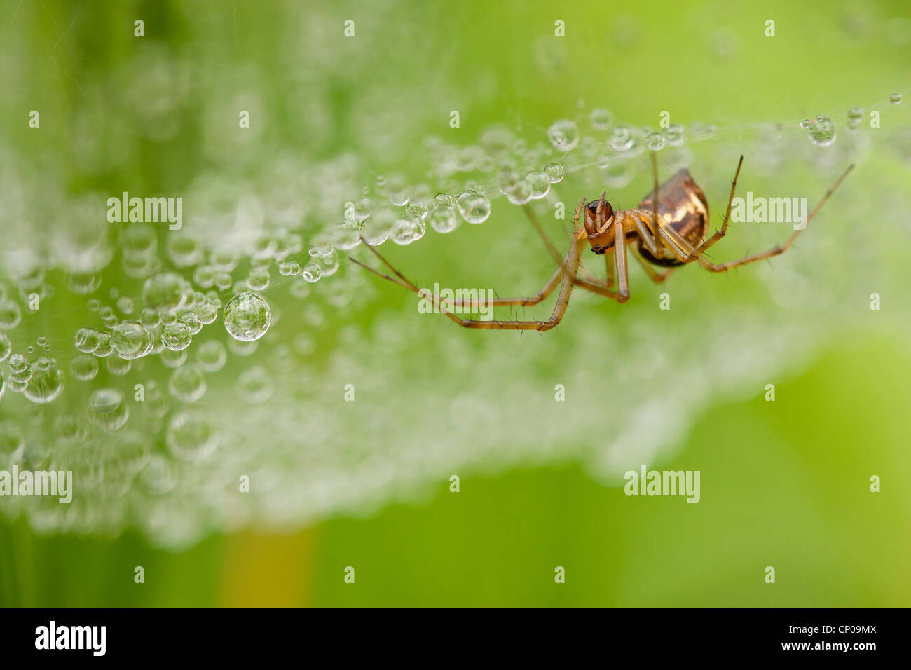Geldspinne linyphia triangularis -Fotos und -Bildmaterial in hoher ...