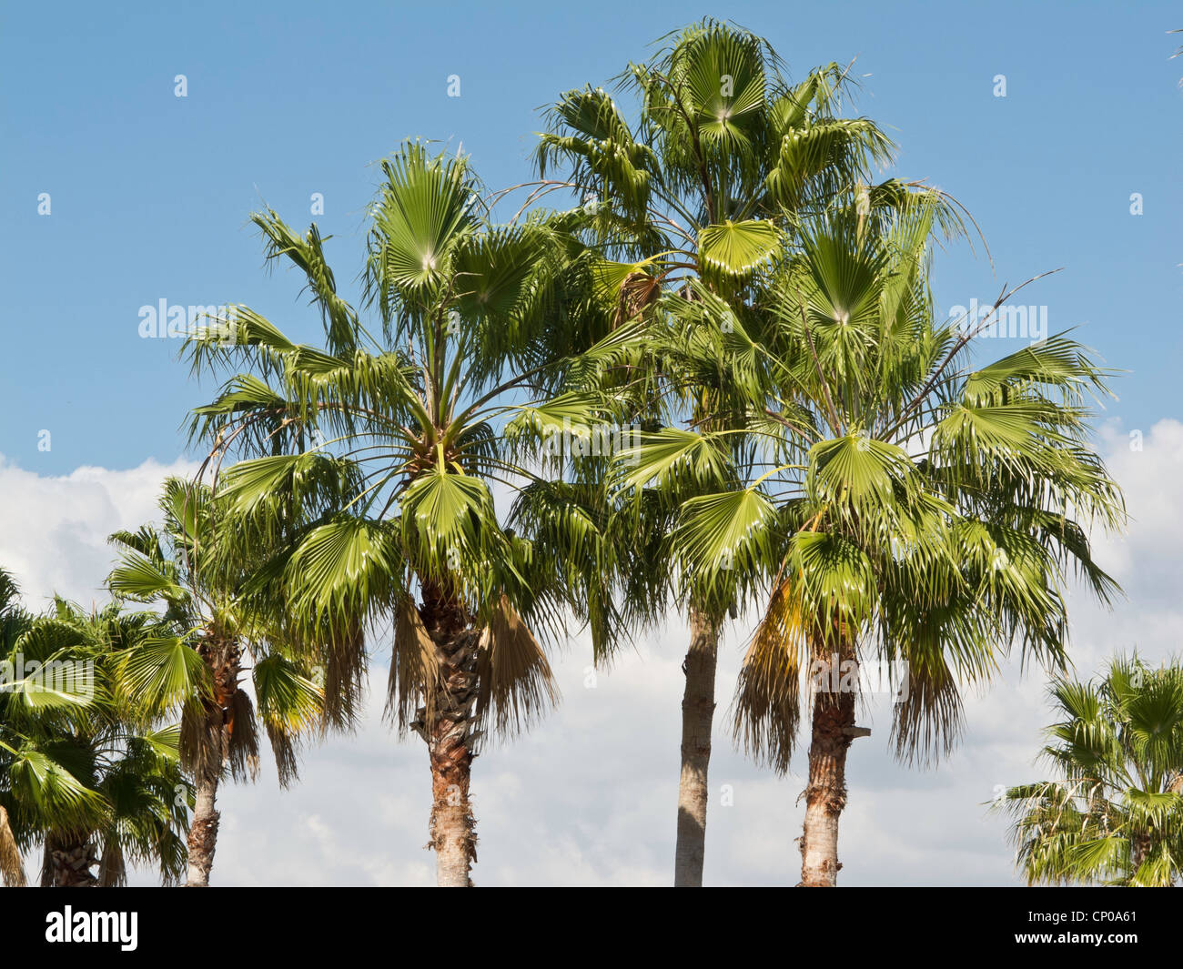 Palms palm tree -Fotos und -Bildmaterial in hoher Auflösung – Alamy