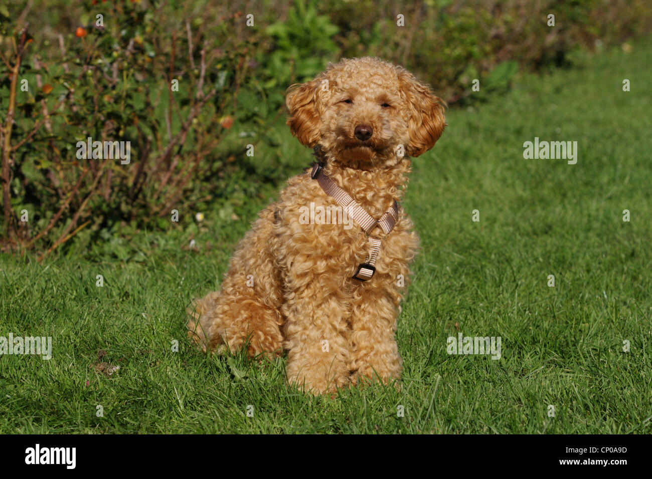 Zwergpudel (Canis Lupus F. Familiaris), zehn Monate alte Apricot ...
