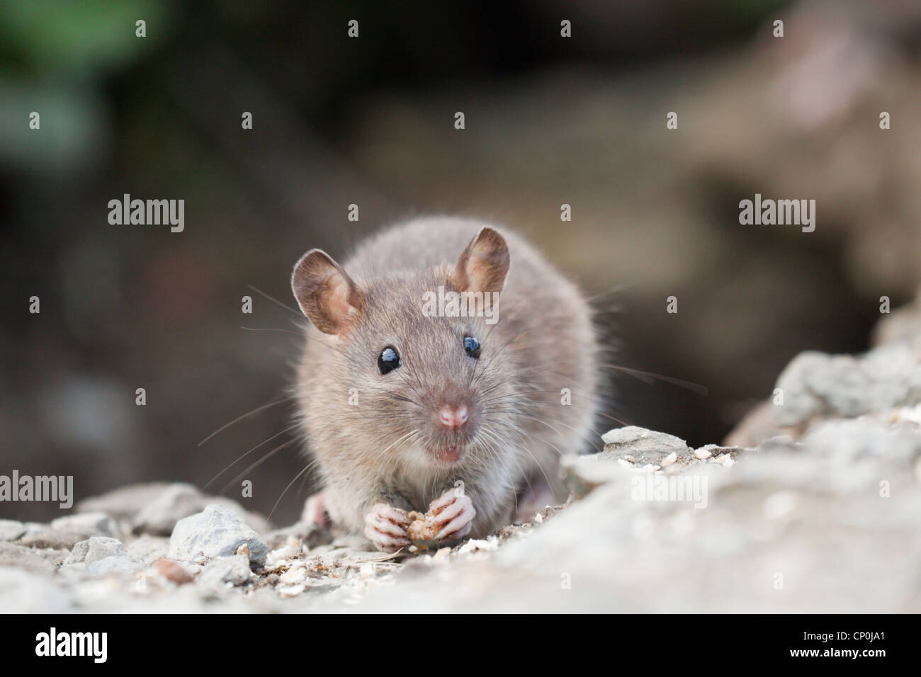 Ratte befallen -Fotos und -Bildmaterial in hoher Auflösung – Alamy