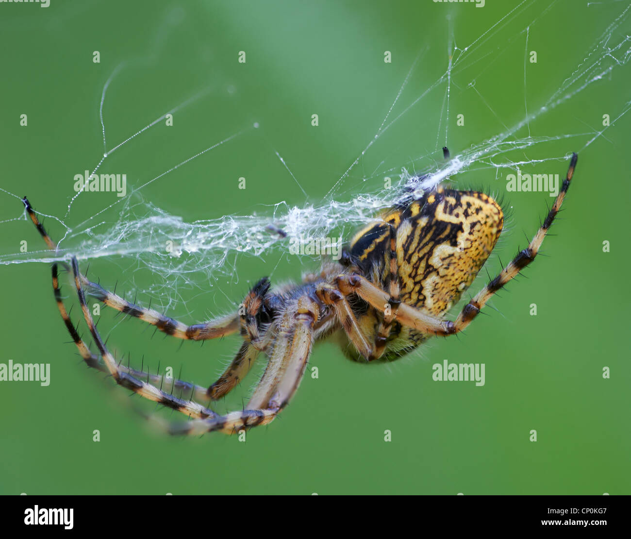 Arthropoda arthropoden -Fotos und -Bildmaterial in hoher Auflösung – Alamy