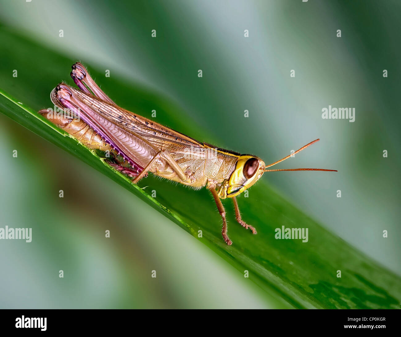 Locustus migratoria -Fotos und -Bildmaterial in hoher Auflösung – Alamy