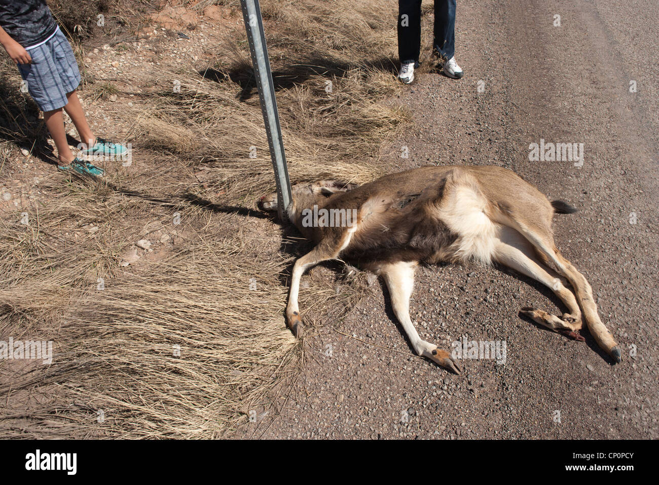 Tod des hirsches Stockfotos und -bilder Kaufen - Alamy