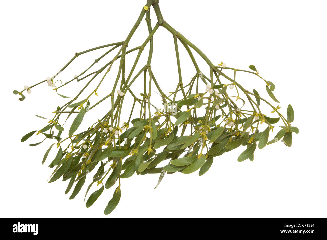 Mistel Beren Stockfotos und -bilder Kaufen - Alamy