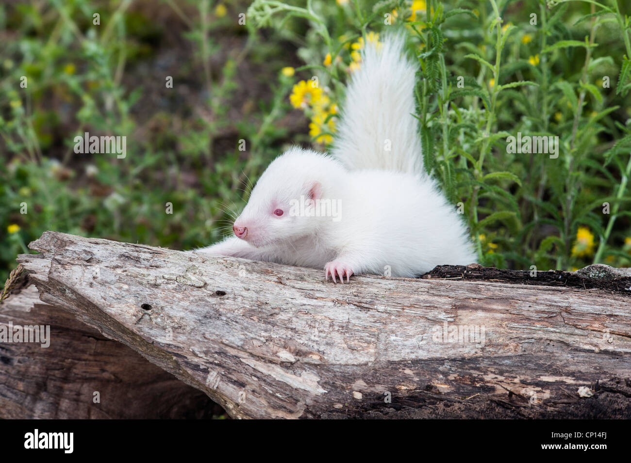 Albino Baby Stinktier auf einem Baumstamm Stockfotografie - Alamy