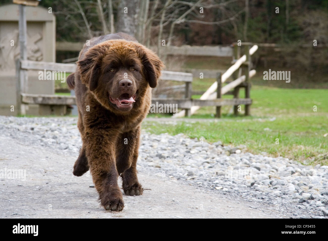 Neufundland Welpe Stockfotos & Neufundland Welpe Bilder - Alamy