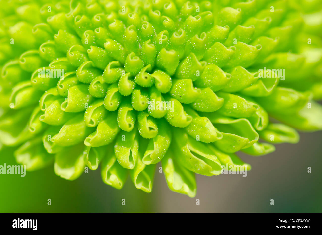 Chrysanthemum button chrysanthemum chrysanthemum -Fotos und ...