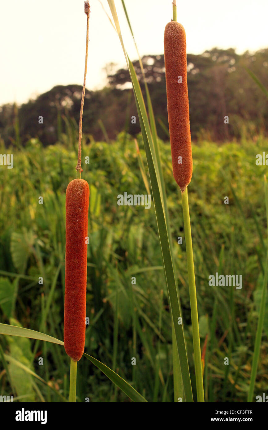 Typha latifolia -Fotos und -Bildmaterial in hoher Auflösung – Alamy