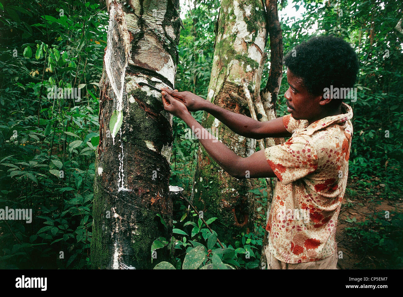 Demokratische Republik Kongo - Kisangani. Baumpflanzung Kautschuk ...