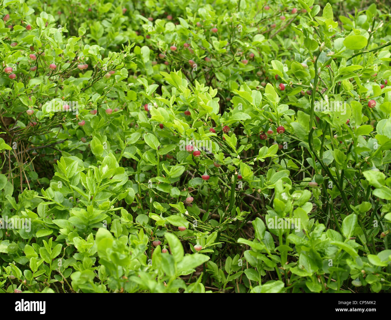 Heidelbeer-Busch im Frühjahr / Vaccinium Myrtillus / Heidelbeerstrauch ...