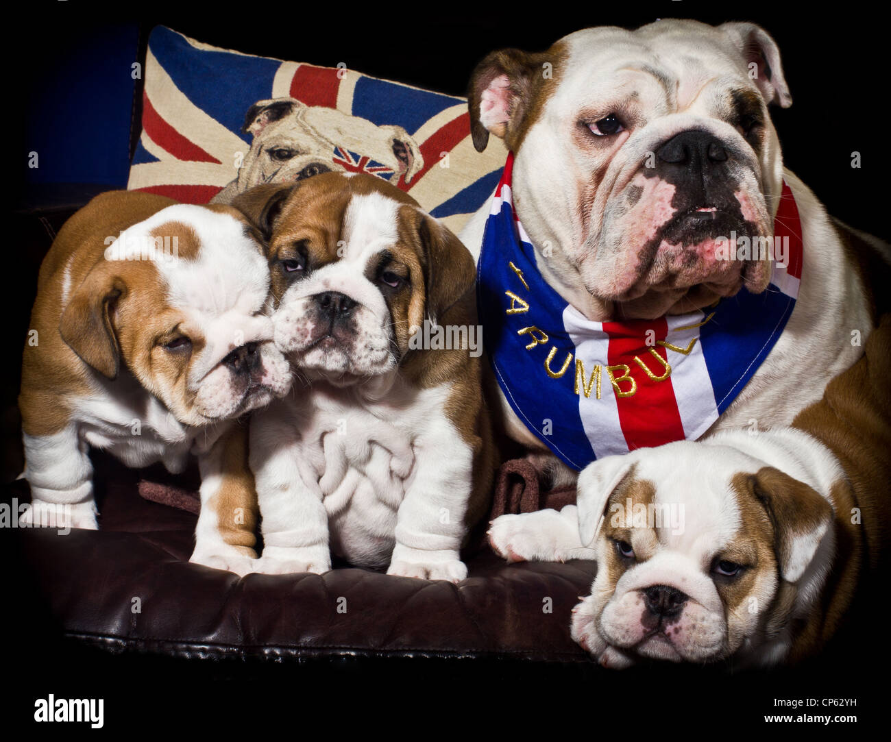 Britische welpen -Fotos und -Bildmaterial in hoher Auflösung – Alamy