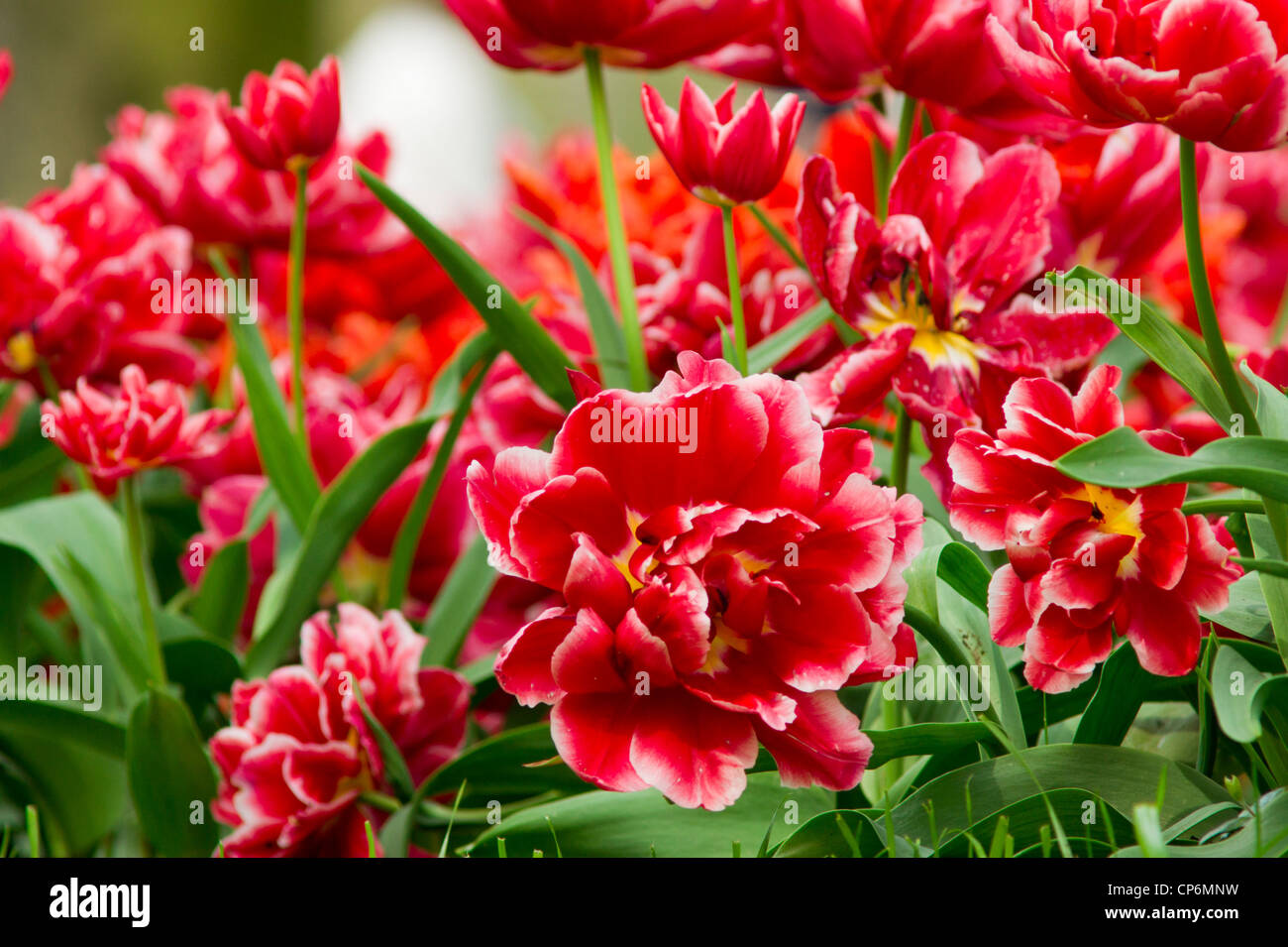 Der rand des tulpenfeldes -Fotos und -Bildmaterial in hoher Auflösung ...