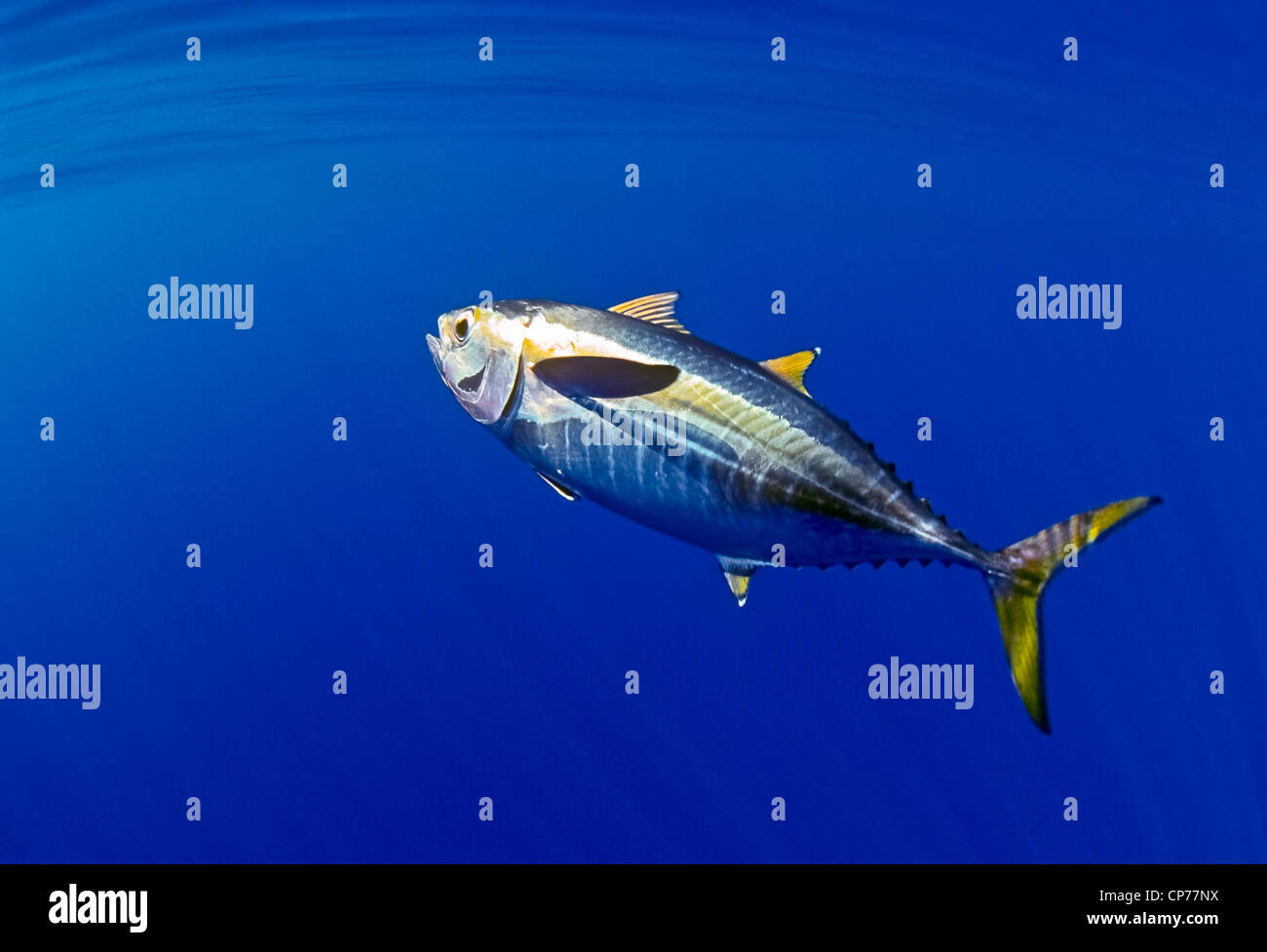 Thunfisch Tier Stockfotos und -bilder Kaufen - Alamy