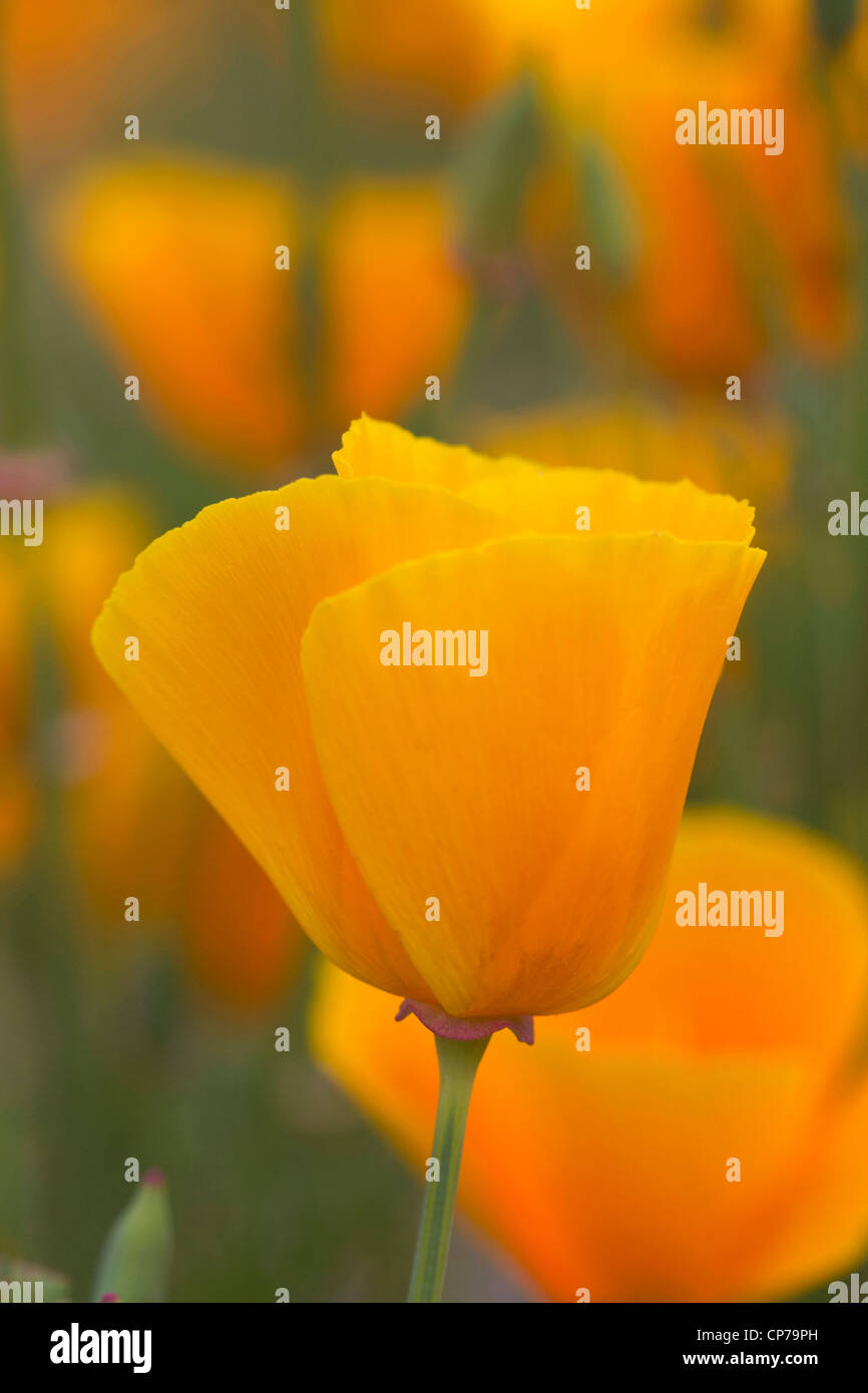 Eschscholzia californica californica -Fotos und -Bildmaterial in hoher ...