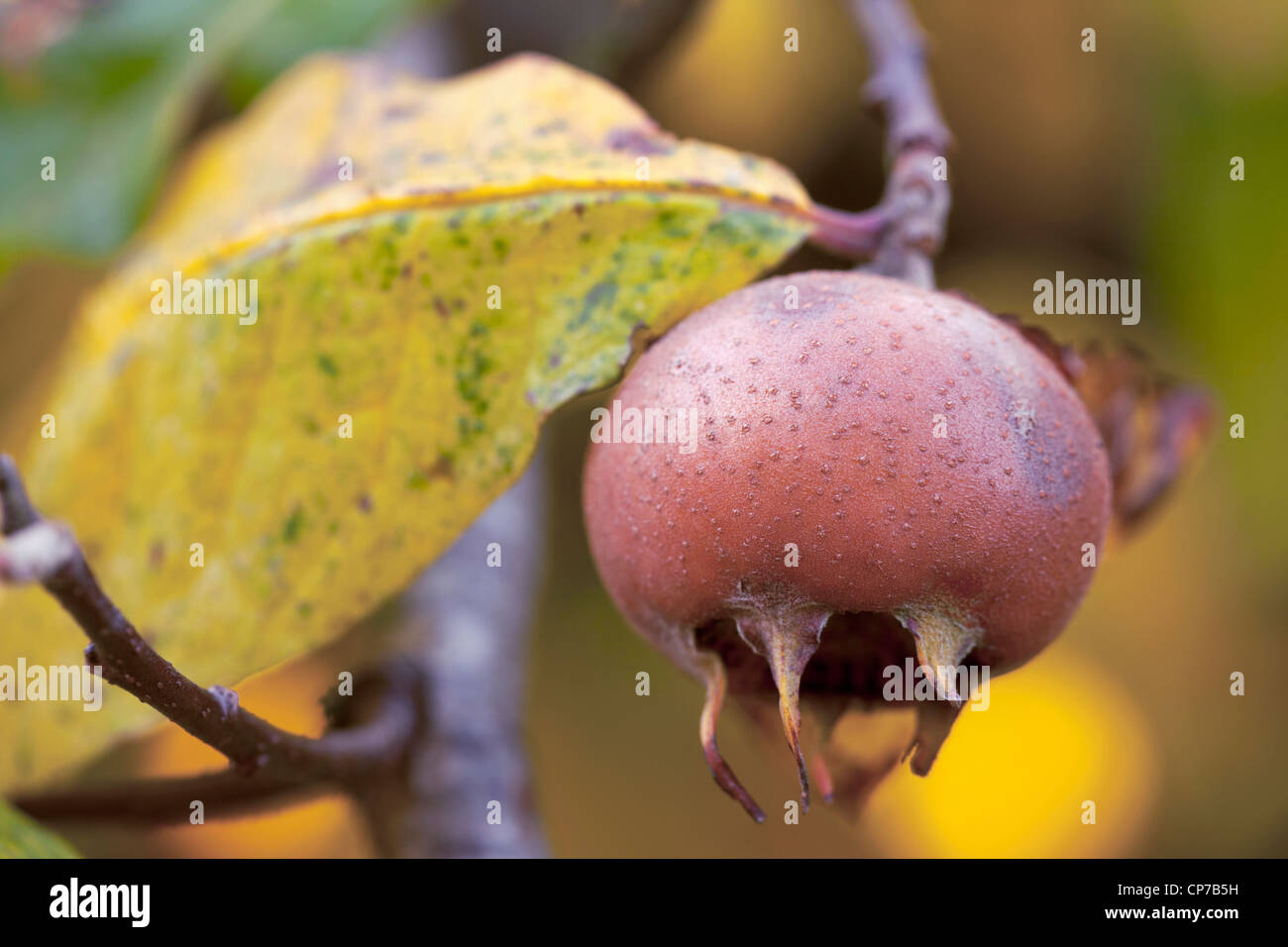 Mespilus germanica medlar -Fotos und -Bildmaterial in hoher Auflösung ...