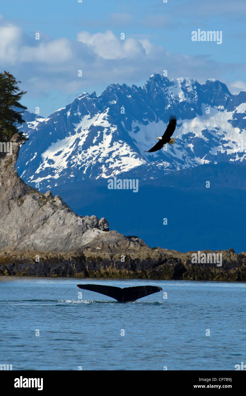 Buckelwal kopf -Fotos und -Bildmaterial in hoher Auflösung – Alamy