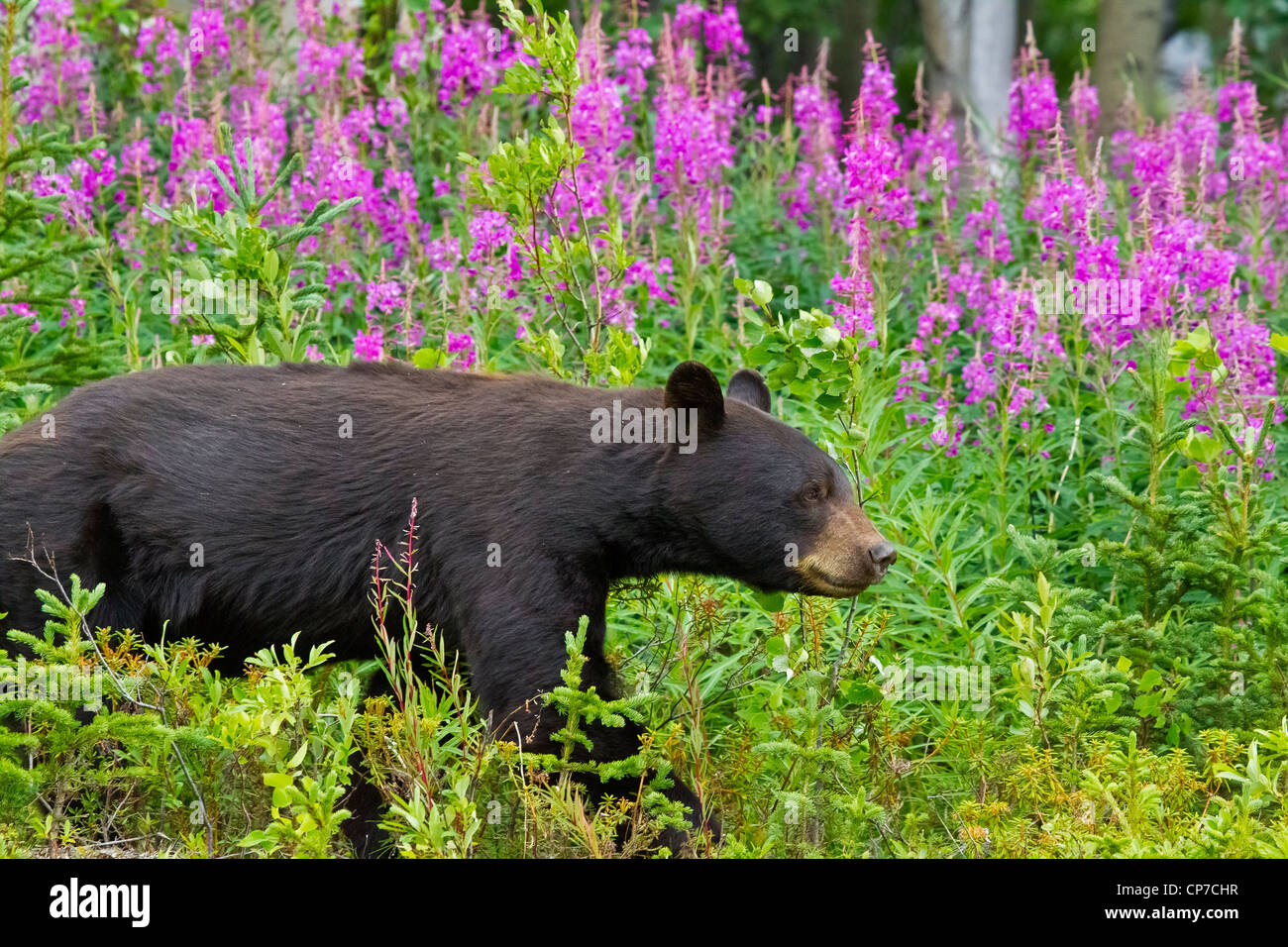 Beere tragen -Fotos und -Bildmaterial in hoher Auflösung – Alamy