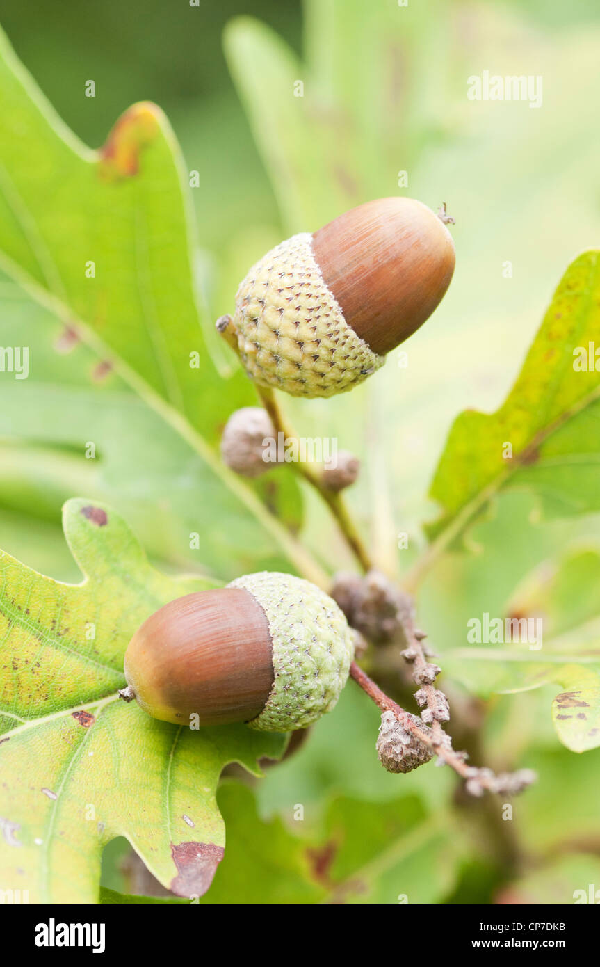 Eichel Eiche Stockfotos und -bilder Kaufen - Alamy