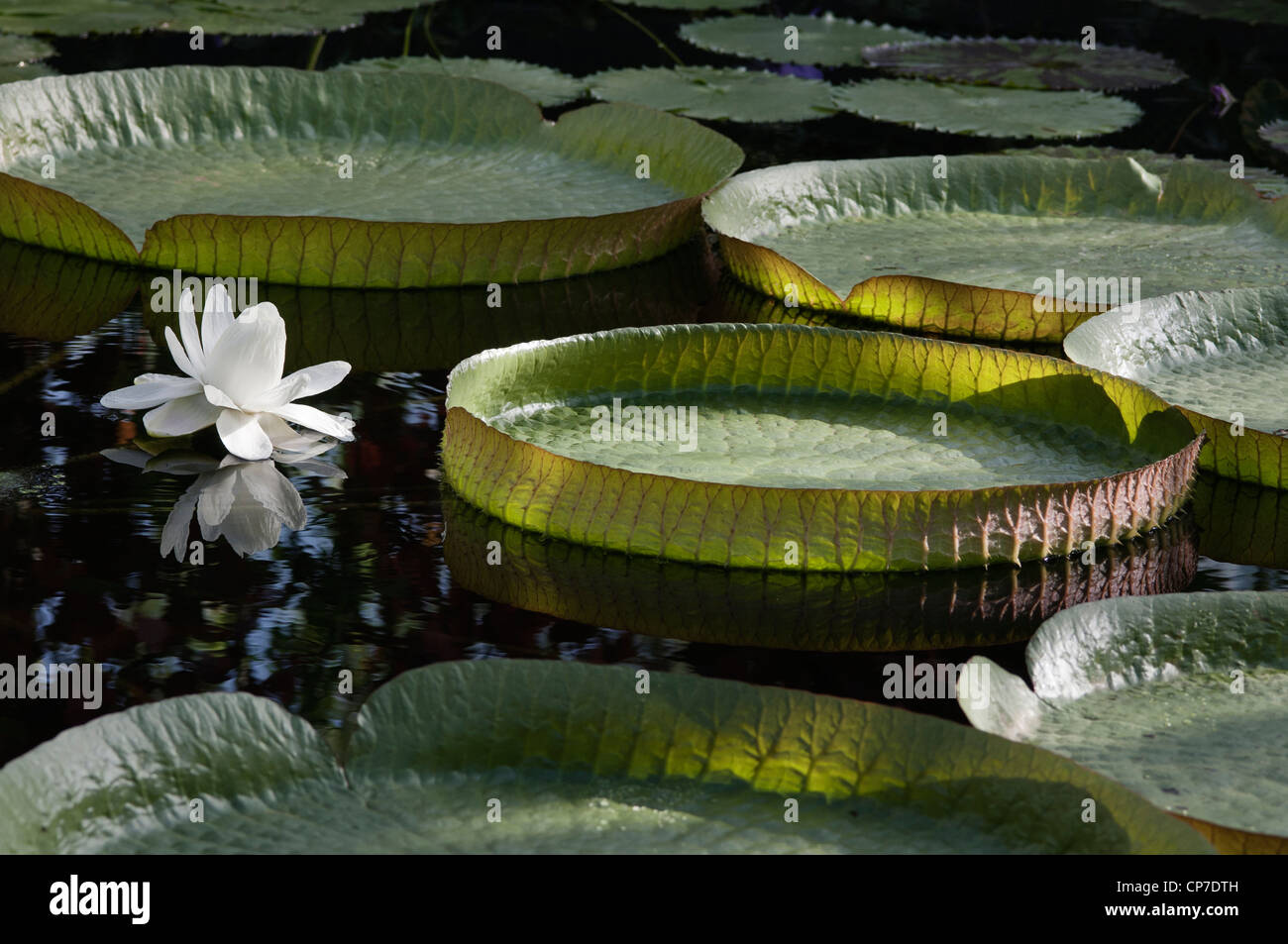 Victoria Cruziana, Riesen-Seerose, weiße Blume, schwimmt auf Wasser ...