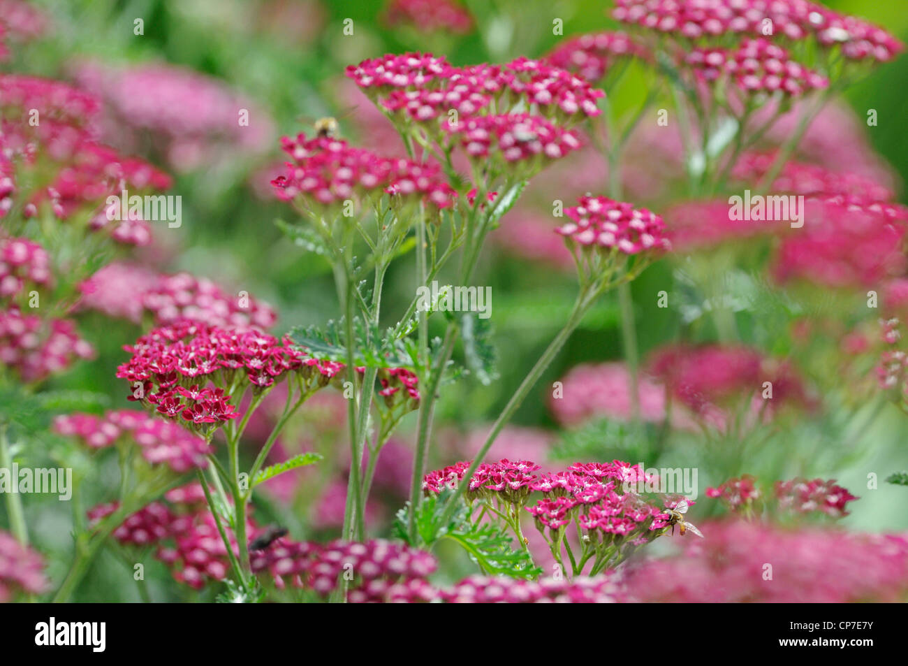 Rosa schafgarbe blumen -Fotos und -Bildmaterial in hoher Auflösung – Alamy