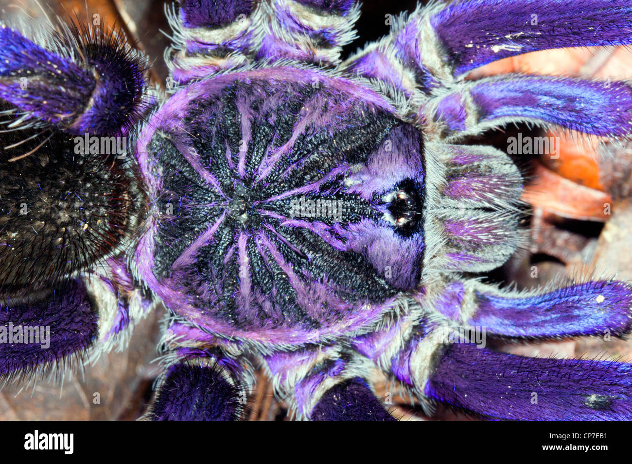 Lila vogelspinne -Fotos und -Bildmaterial in hoher Auflösung – Alamy