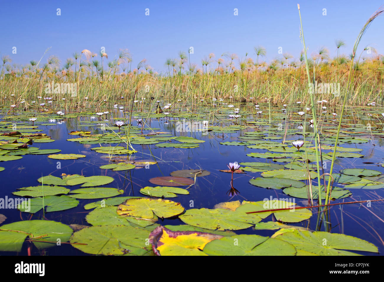 Delta natur -Fotos und -Bildmaterial in hoher Auflösung – Alamy