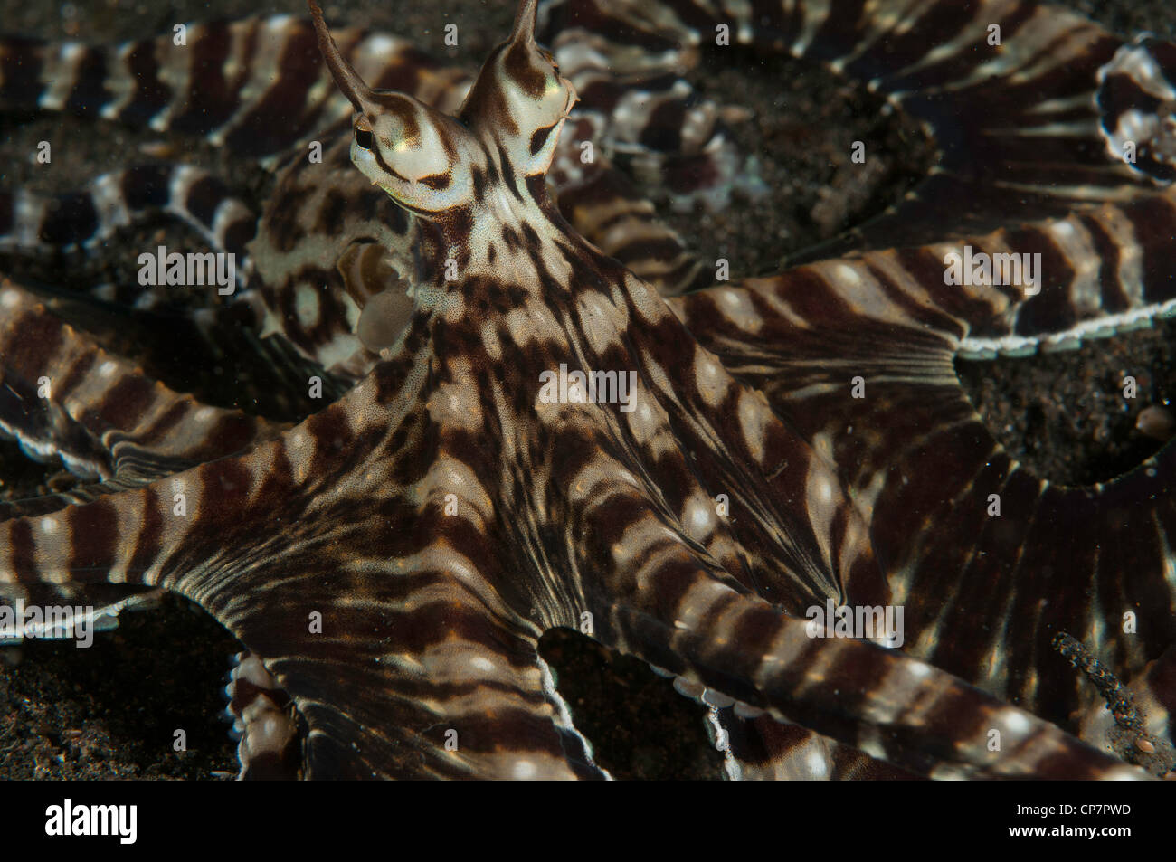 Oktopus kopf -Fotos und -Bildmaterial in hoher Auflösung – Alamy