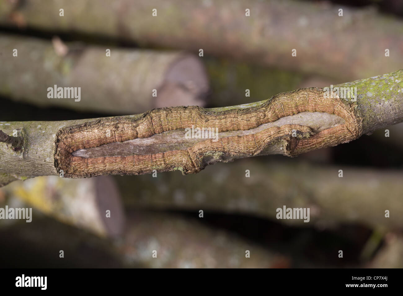 Ash fraxinus excelsior bark -Fotos und -Bildmaterial in hoher Auflösung ...